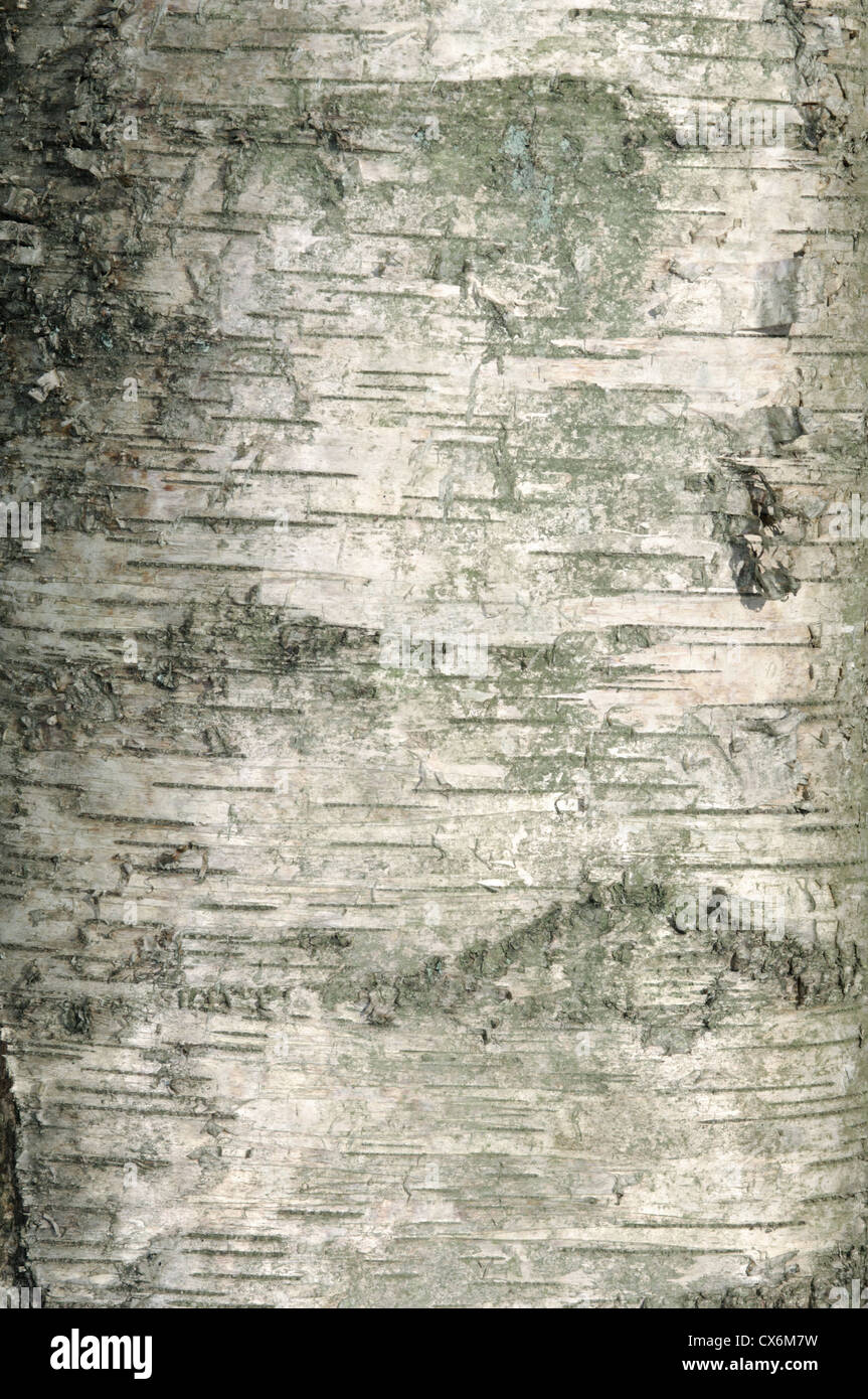 Tronco d'albero betulla pendula betulla d'argento immagini e fotografie ...