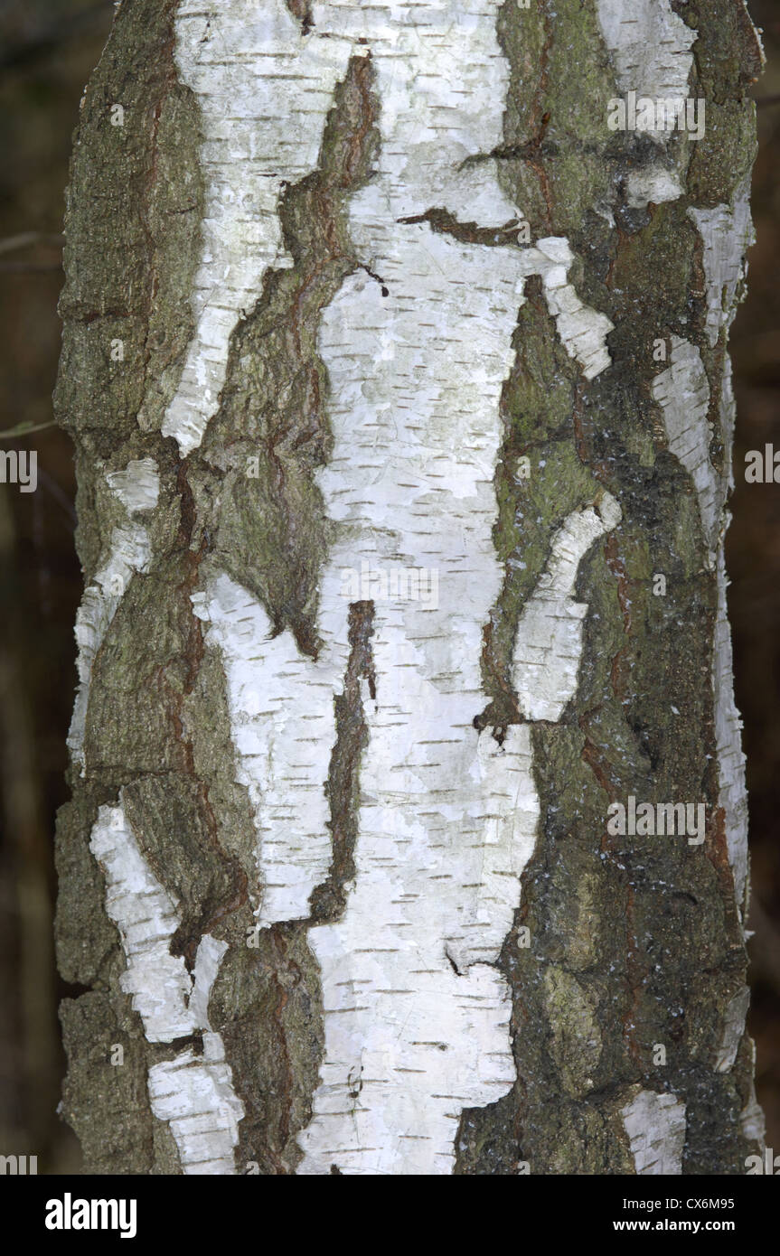 Tronco d'albero betulla pendula betulla d'argento immagini e fotografie ...