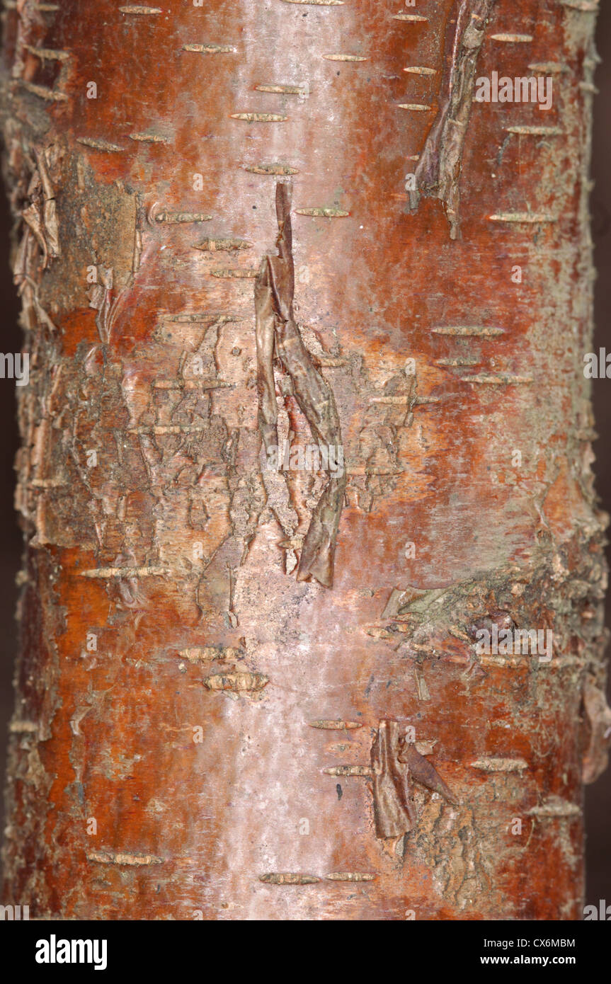 Tronco d'albero betulla pendula betulla d'argento immagini e fotografie ...
