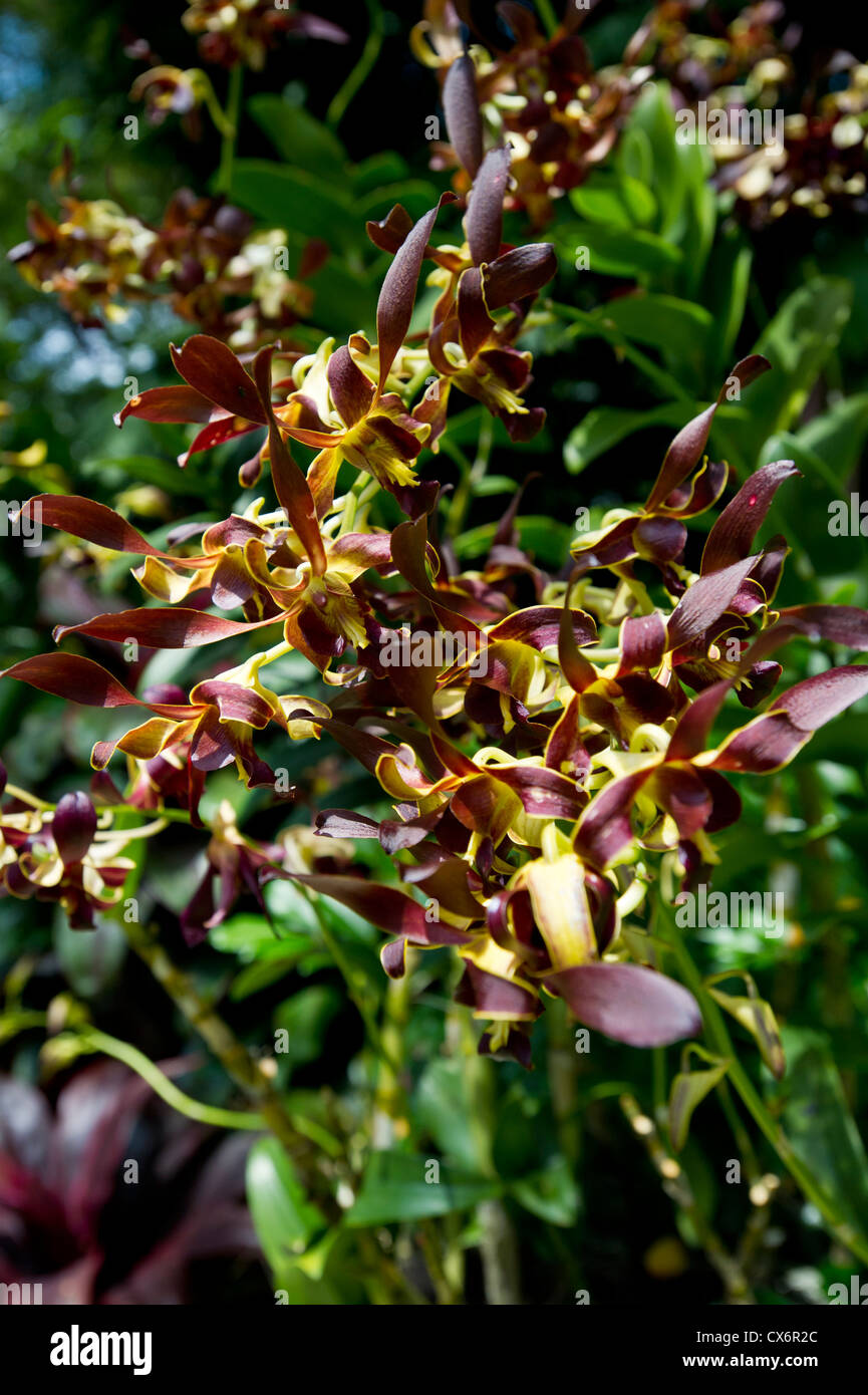 Orchidee marroni immagini e fotografie stock ad alta risoluzione - Alamy