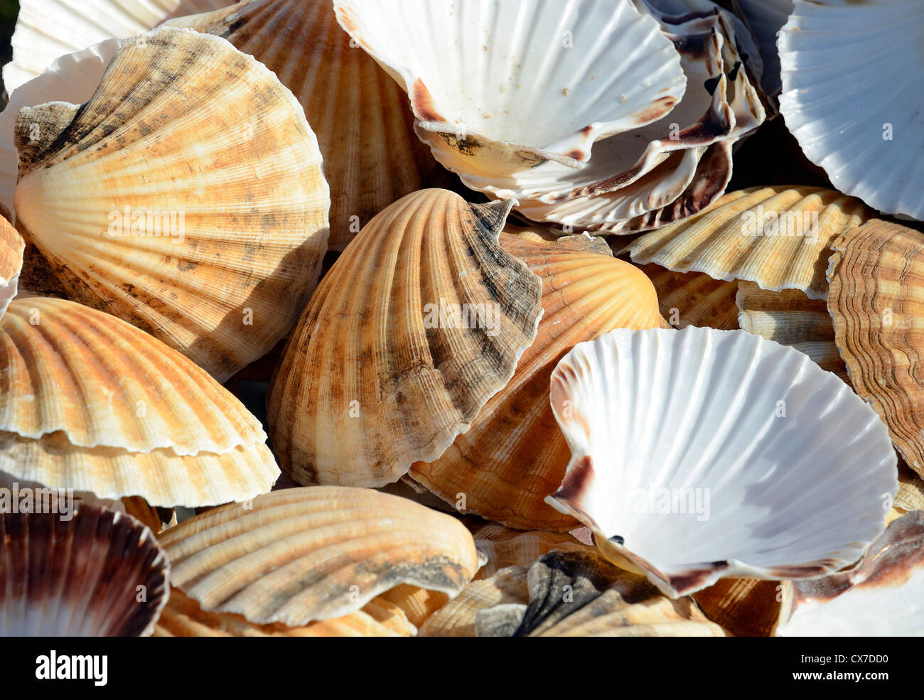 Conchiglie di capesante vuote immagini e fotografie stock ad alta ...