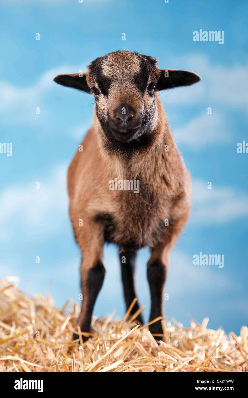 Nuvole di agnello immagini e fotografie stock ad alta risoluzione - Alamy