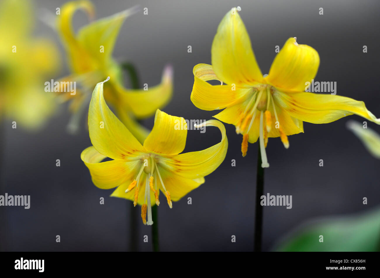Pagoda erythronium fiore giallo all'ombra del bosco a valanga Lily Fawn ...
