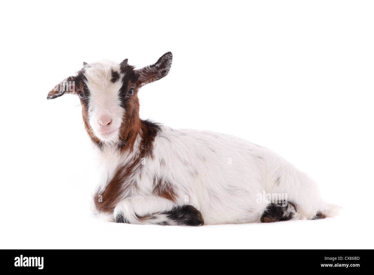 Giovane capra animale capretto animali mammifero di capra Immagini ...