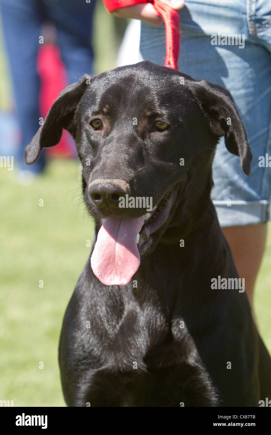 Razze di cani immagini e fotografie stock ad alta risoluzione - Alamy