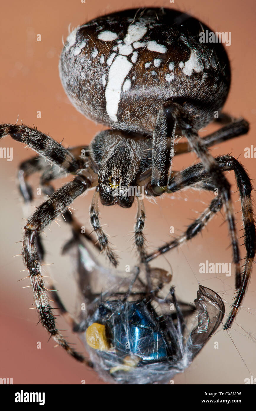 Mosca ragno immagini e fotografie stock ad alta risoluzione - Alamy