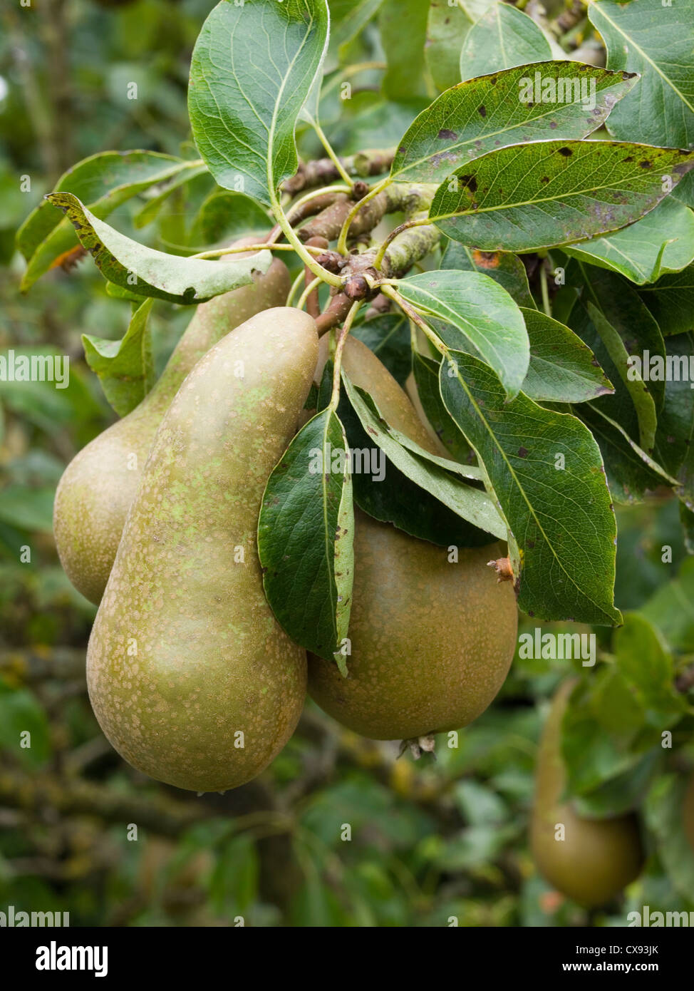 Frutta frutta pere immagini e fotografie stock ad alta risoluzione - Alamy