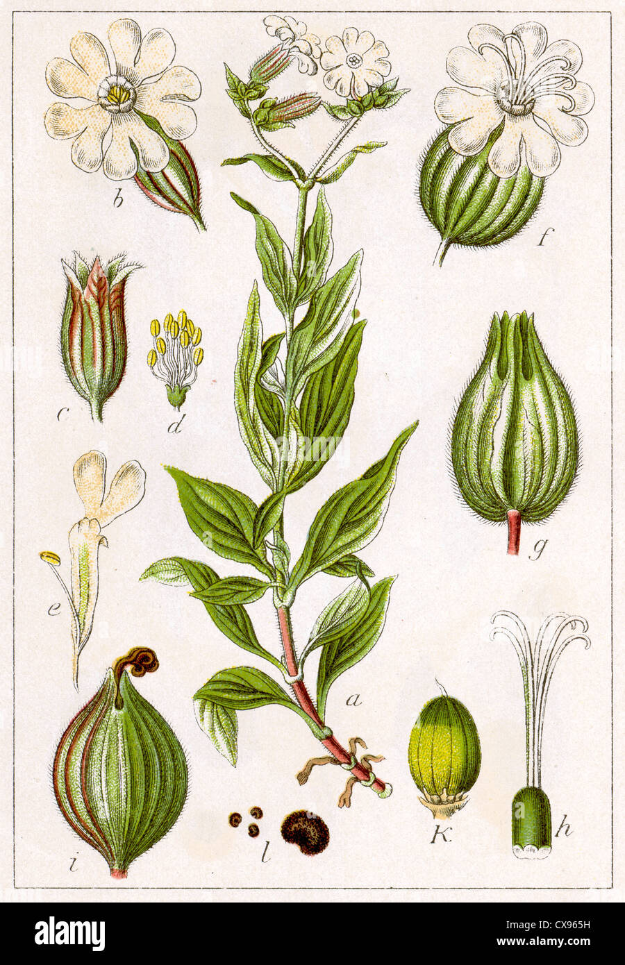 Silene latifolia subsp alba immagini e fotografie stock ad alta ...