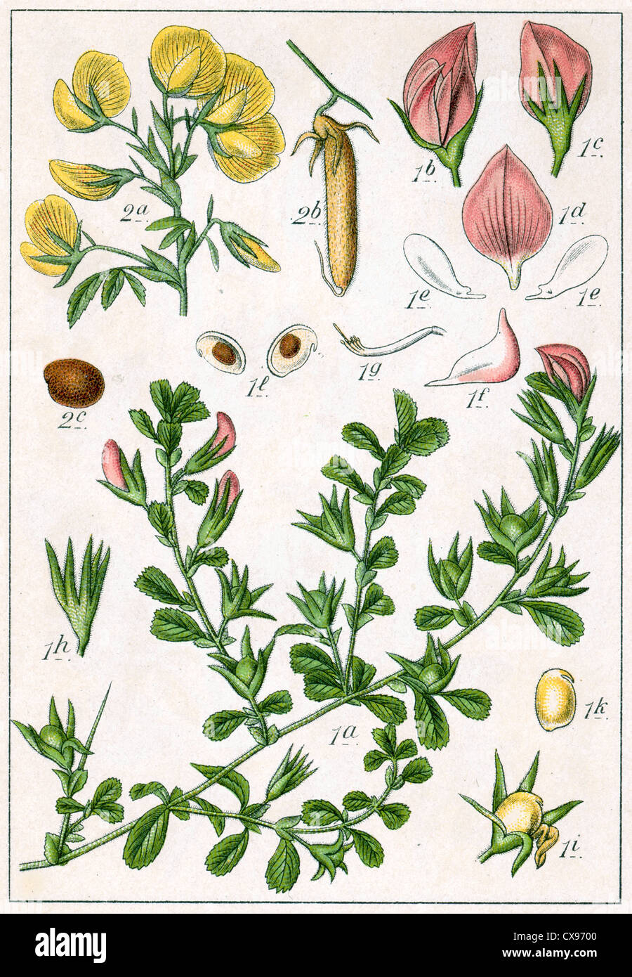 Ononis repens subsp repens immagini e fotografie stock ad alta ...