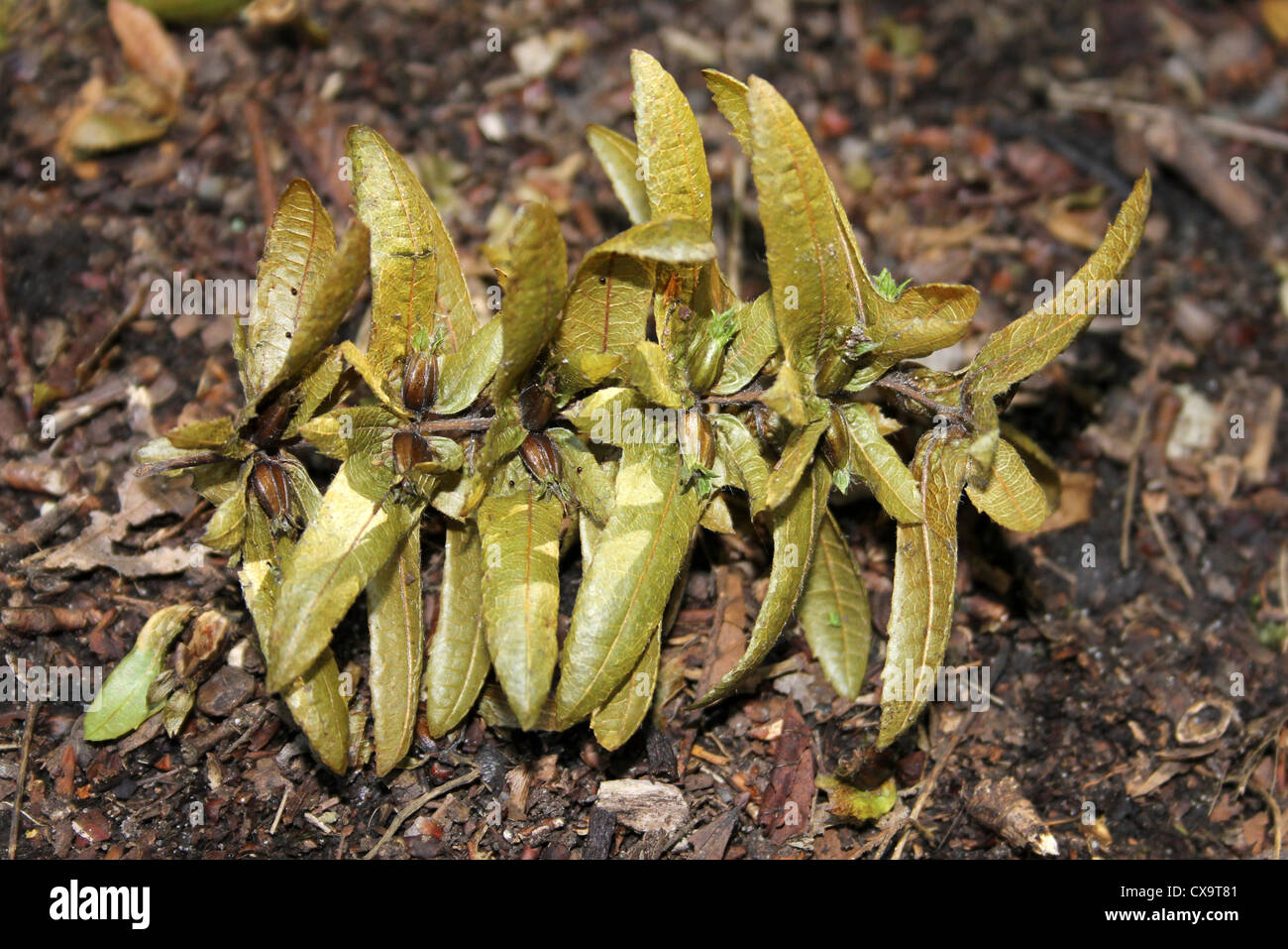 Carpino europeo o comune immagini e fotografie stock ad alta ...