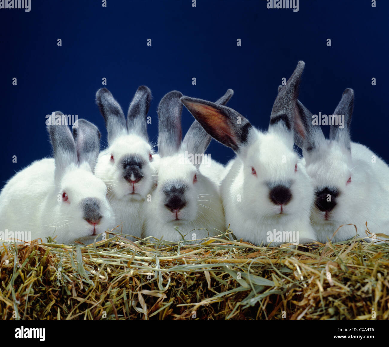Due conigli di paglia immagini e fotografie stock ad alta risoluzione ...