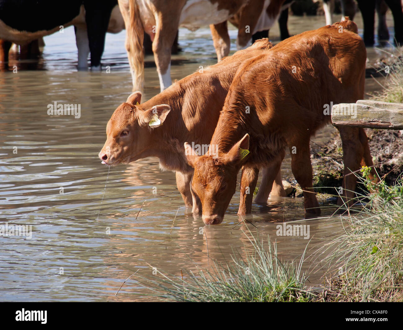 Mucche di razza rara acqua potabile immagini e fotografie stock ad alta ...