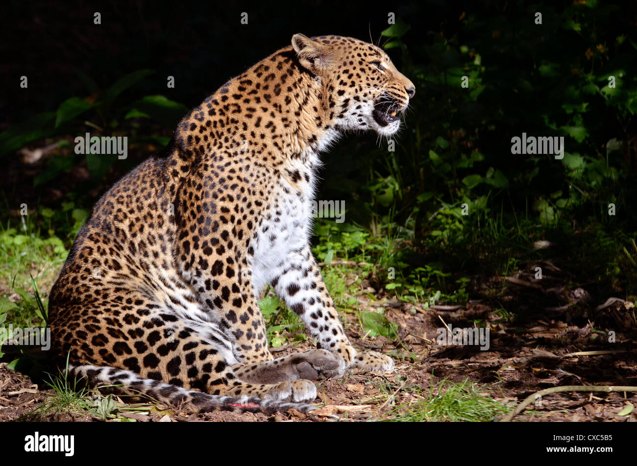 Leopard di profilo (Panthera pardus) seduto sul terreno Foto stock - Alamy