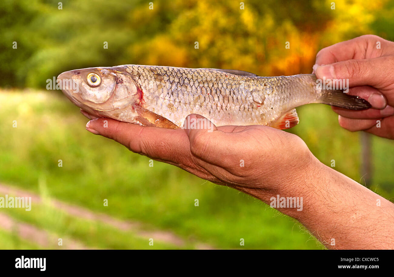 Mano dei pescatori immagini e fotografie stock ad alta risoluzione - Alamy