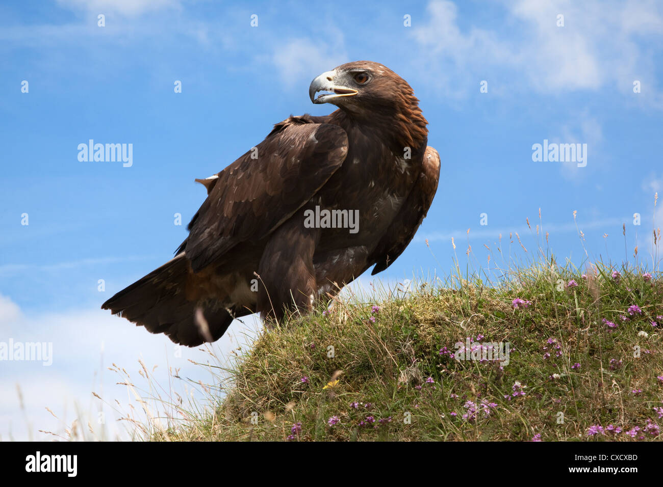 Aquila reale immagini e fotografie stock ad alta risoluzione - Alamy