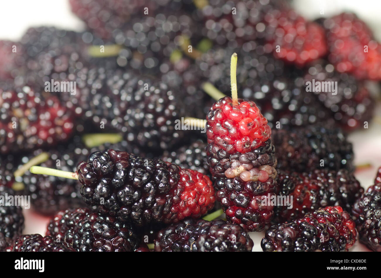 Frutta di mora immagini e fotografie stock ad alta risoluzione - Alamy