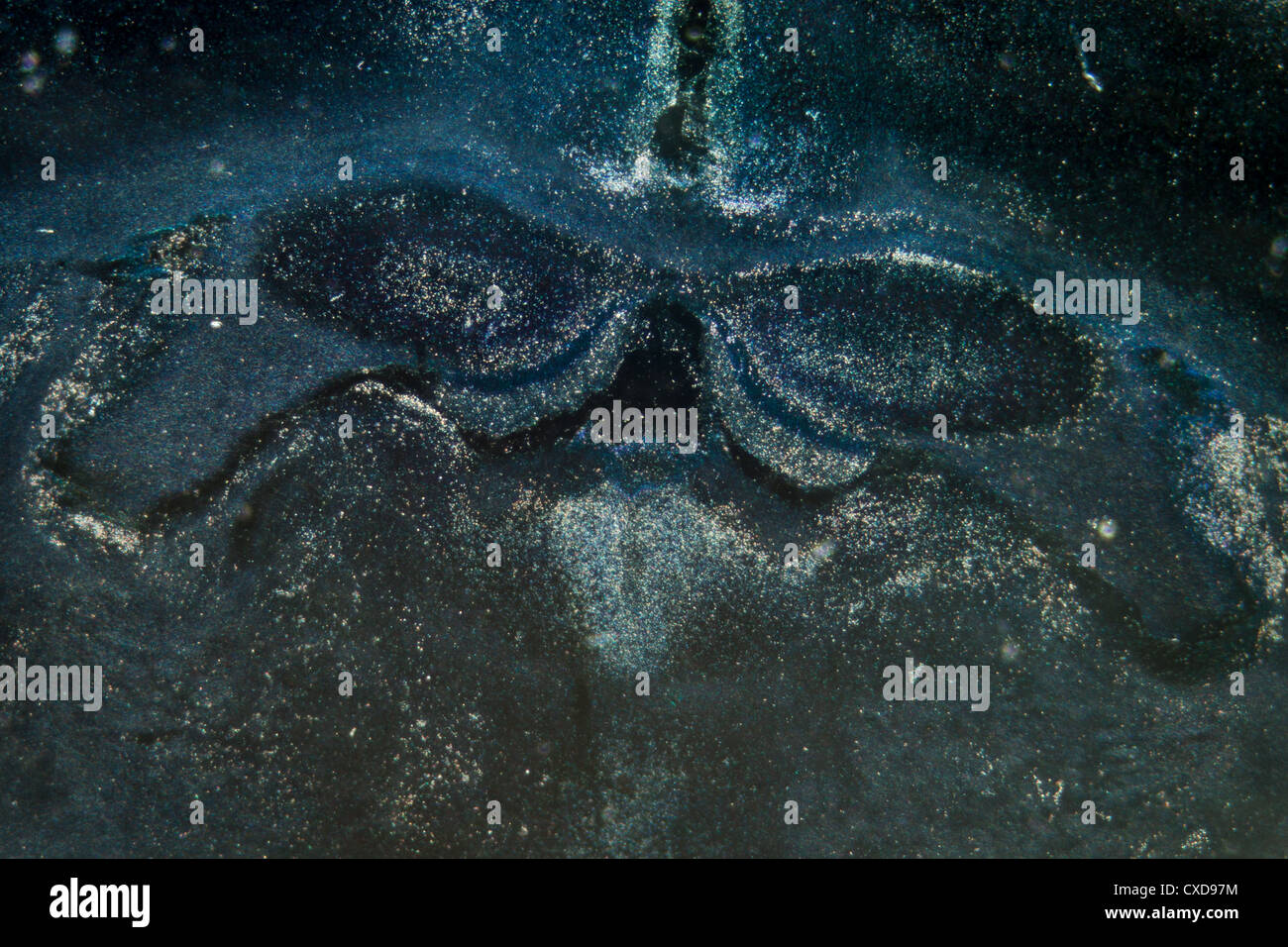 Anatomia dell'ippocampo immagini e fotografie stock ad alta risoluzione ...