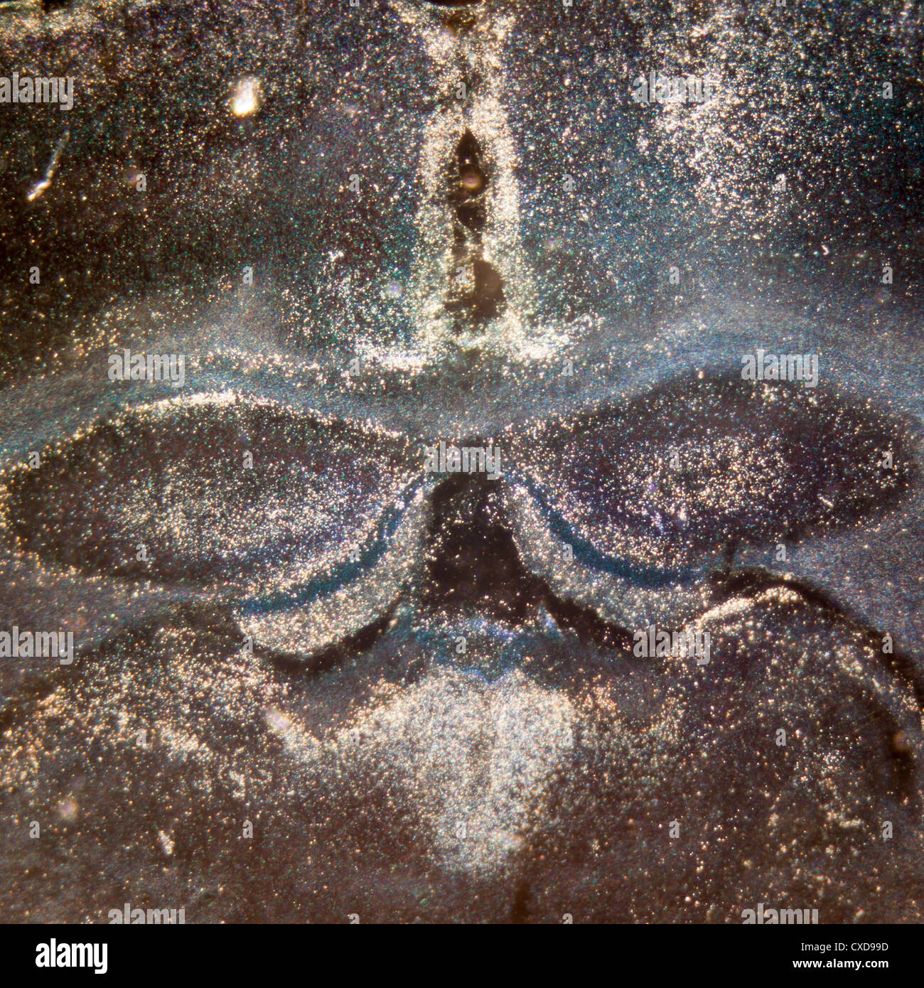 Anatomia dell'ippocampo immagini e fotografie stock ad alta risoluzione ...