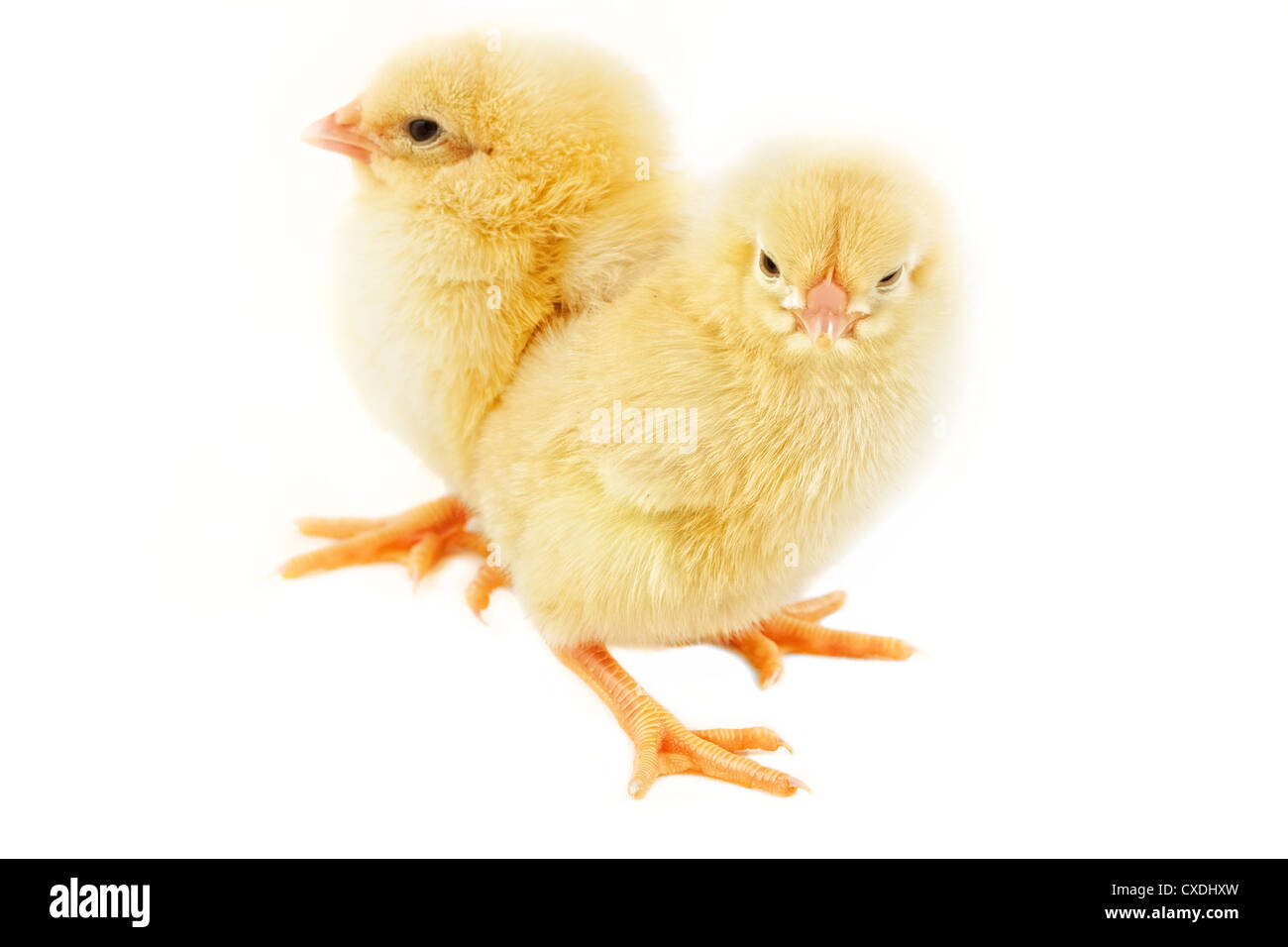 Gallina con pulcini su sfondo bianco immagini e fotografie stock ad ...
