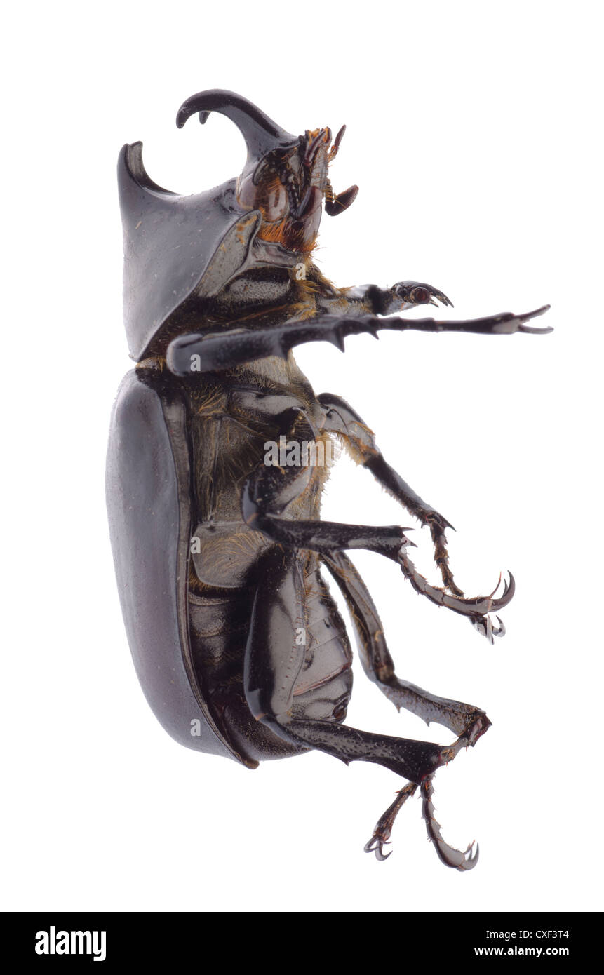 Scarabeo gigante immagini e fotografie stock ad alta risoluzione - Alamy