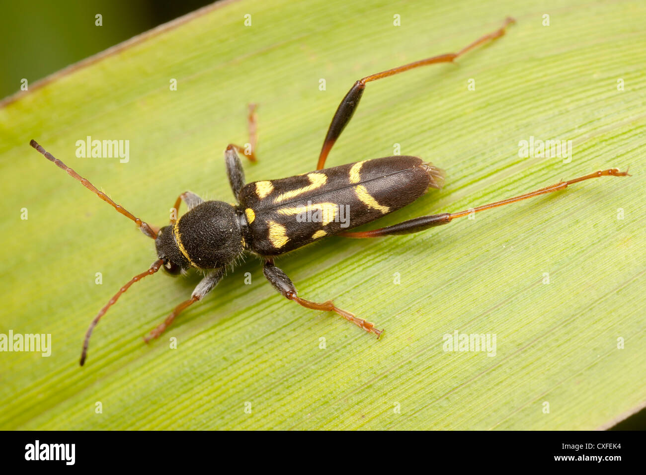 Cerambycidae longhorned beetles immagini e fotografie stock ad alta ...