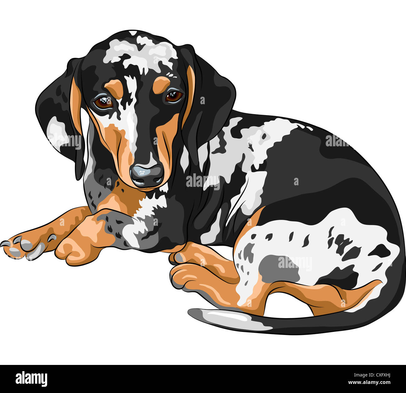 Cane bassotto disegno immagini e fotografie stock ad alta risoluzione ...