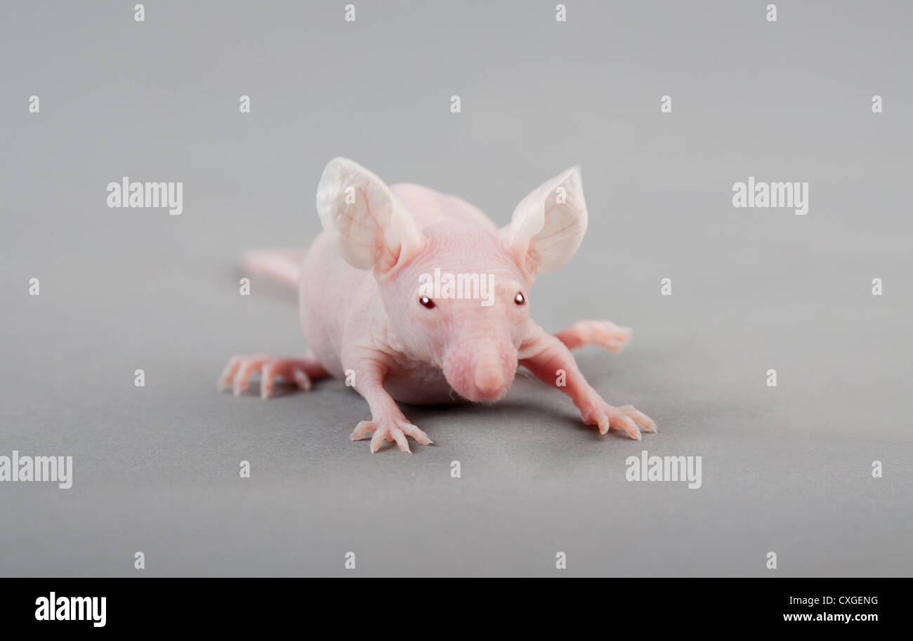 Ratto animale domestico calvo immagini e fotografie stock ad alta ...