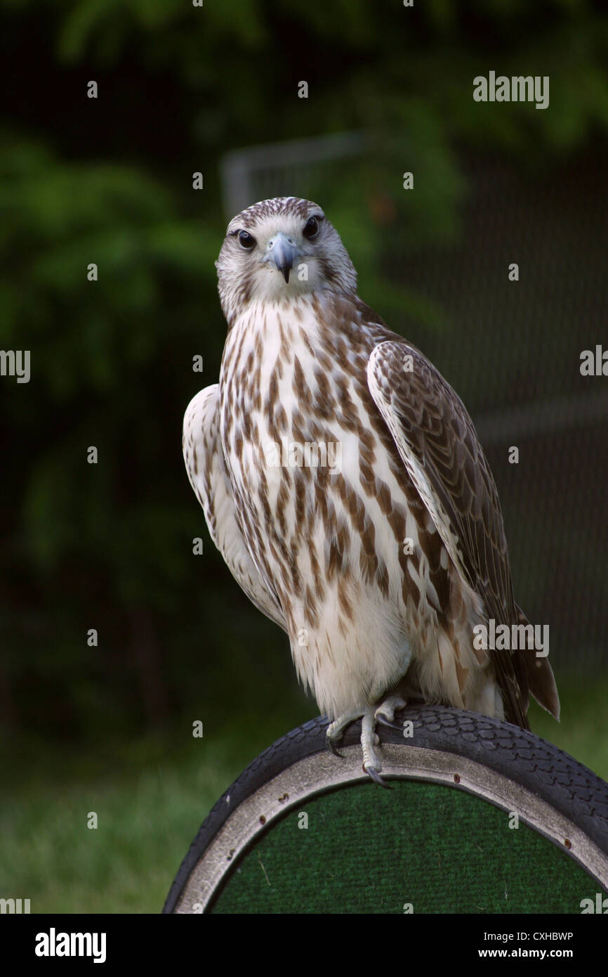Falco sacro immagini e fotografie stock ad alta risoluzione - Alamy