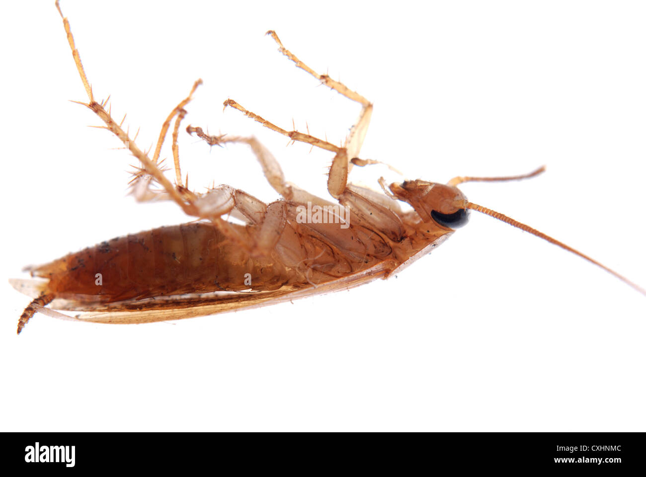 Scarafaggio nero immagini e fotografie stock ad alta risoluzione - Alamy