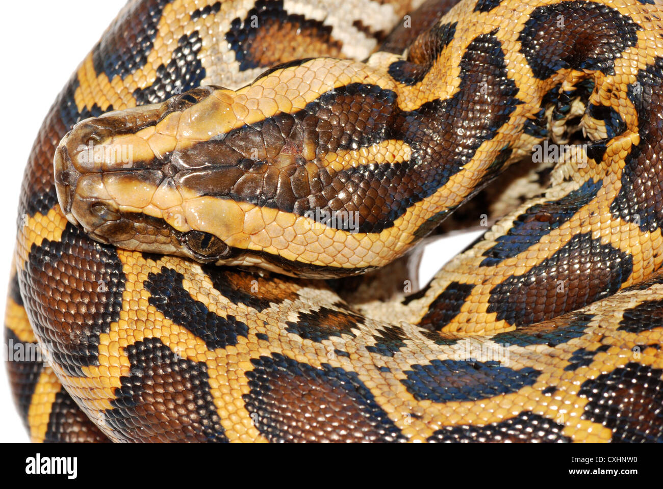 Serpente boa constrictor giovane immagini e fotografie stock ad alta ...