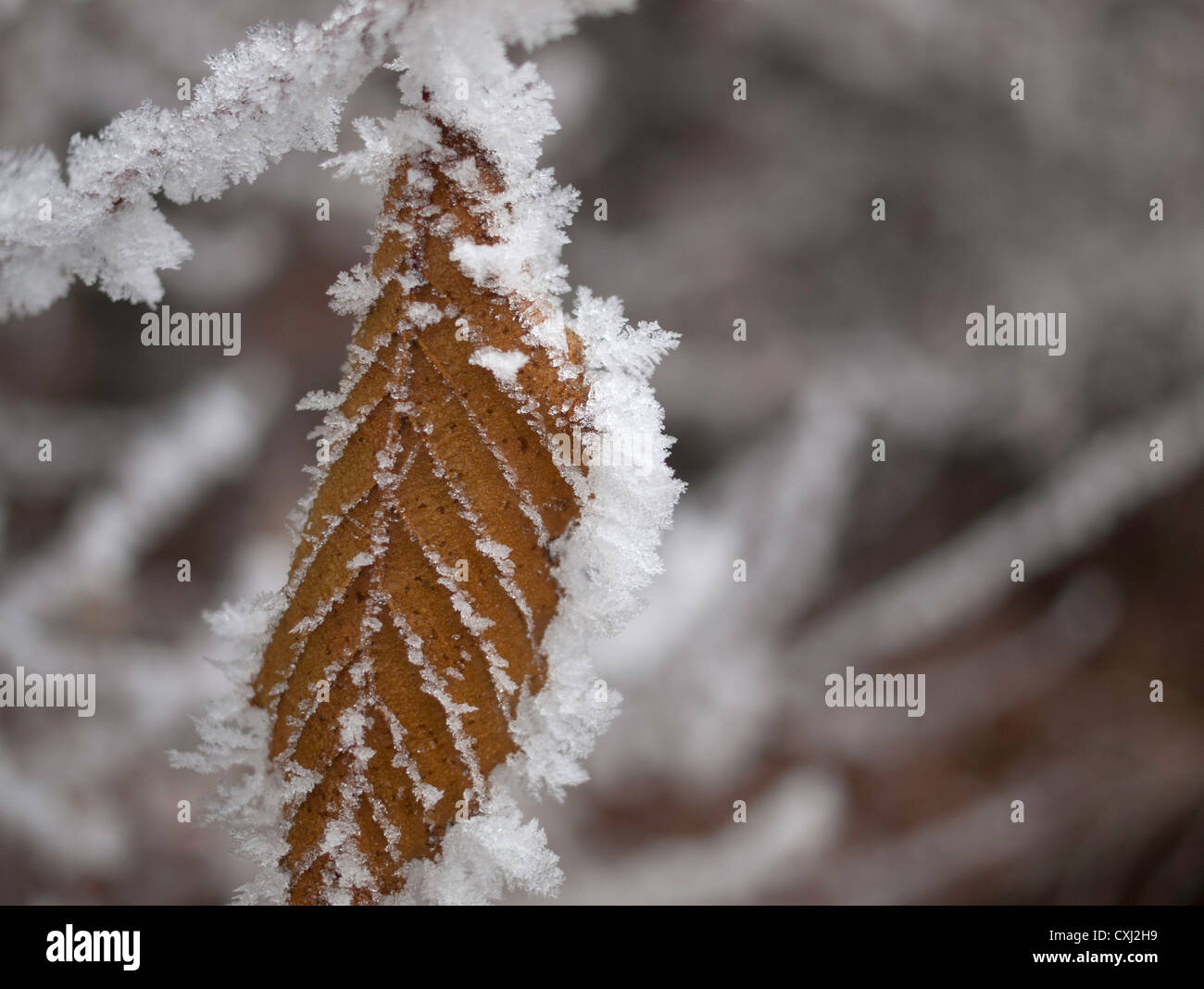 Carpino comune immagini e fotografie stock ad alta risoluzione - Alamy