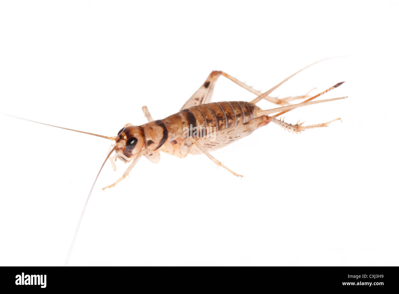 Grillo insetto immagini e fotografie stock ad alta risoluzione - Alamy