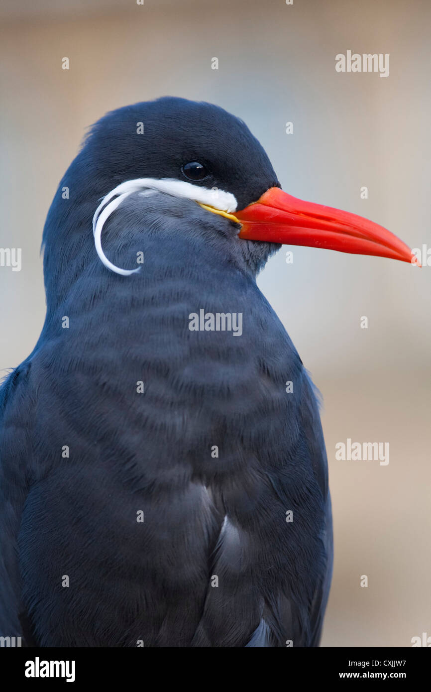 Inca sterna larosterna inca immagini e fotografie stock ad alta ...
