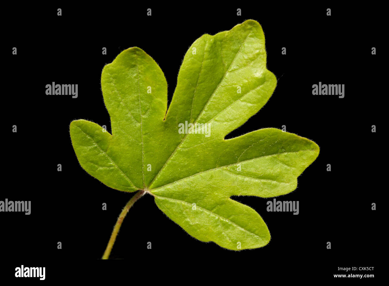 Acer campestre leaf immagini e fotografie stock ad alta risoluzione - Alamy