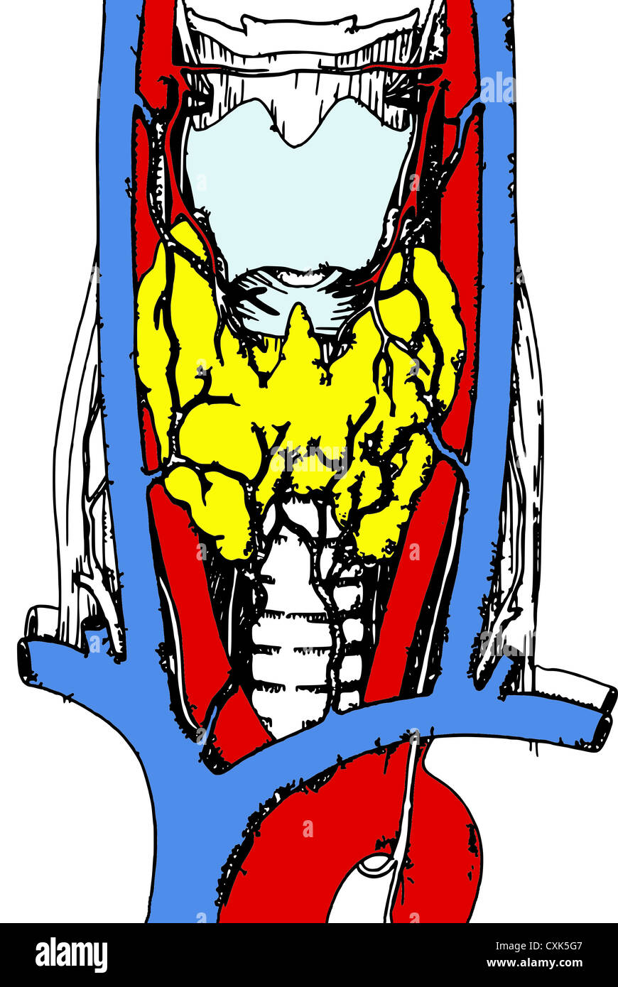 Anatomia della tiroide immagini e fotografie stock ad alta risoluzione ...