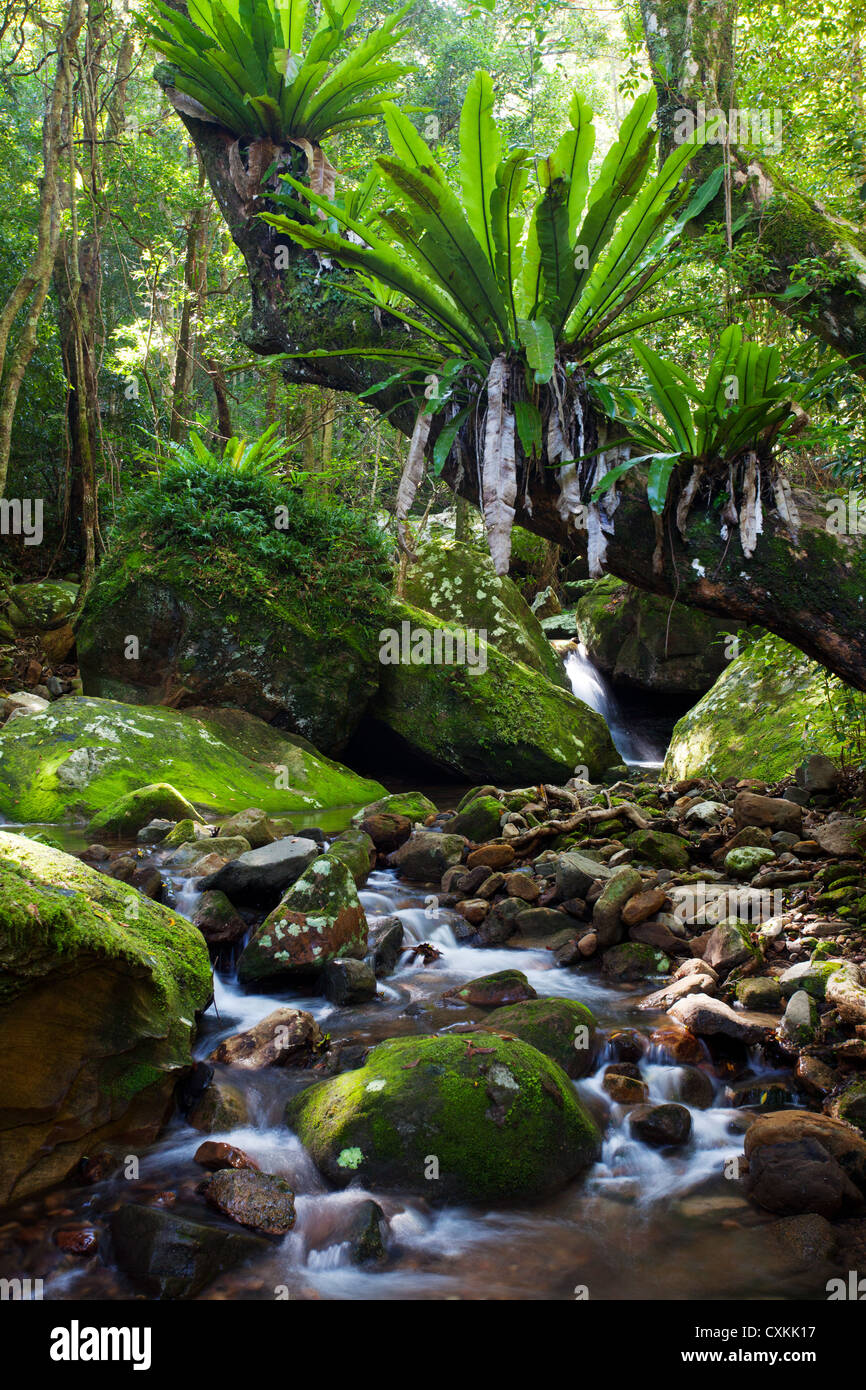 Ruscello che scorre in una lussureggiante foresta pluviale subtropicale ...