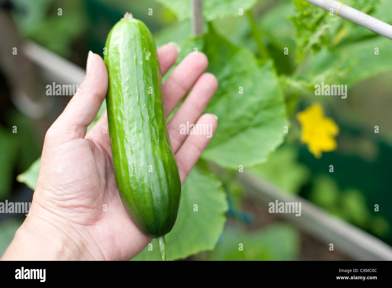 Pianta di cetriolo immagini e fotografie stock ad alta risoluzione - Alamy