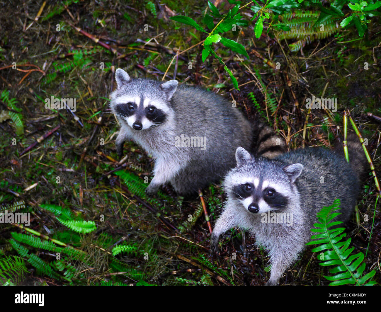Popolazioni di procioni immagini e fotografie stock ad alta risoluzione ...