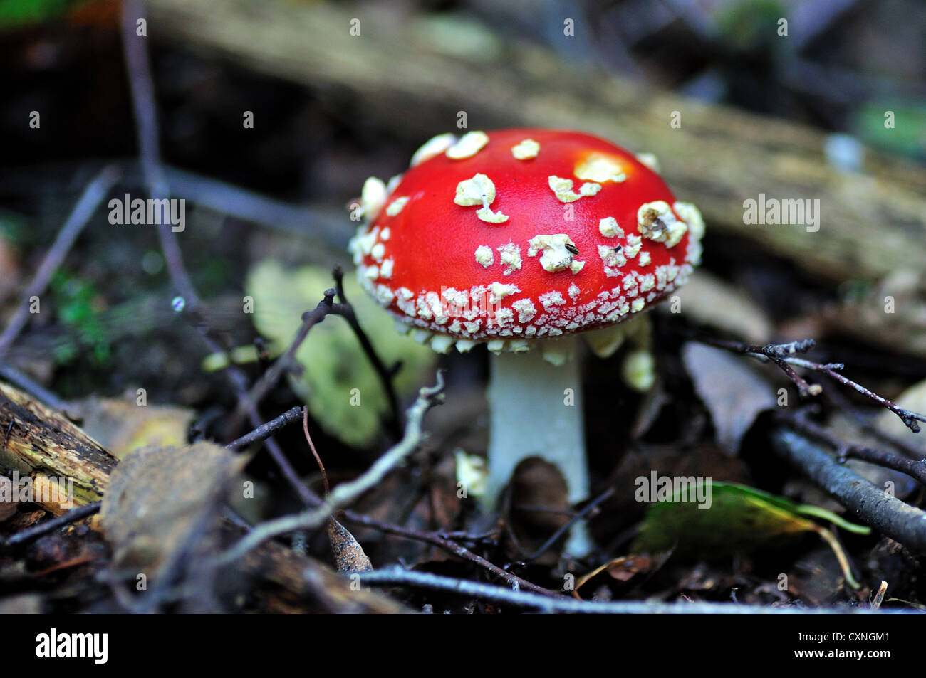 Fungo fungo fungo toadstool immagini e fotografie stock ad alta ...