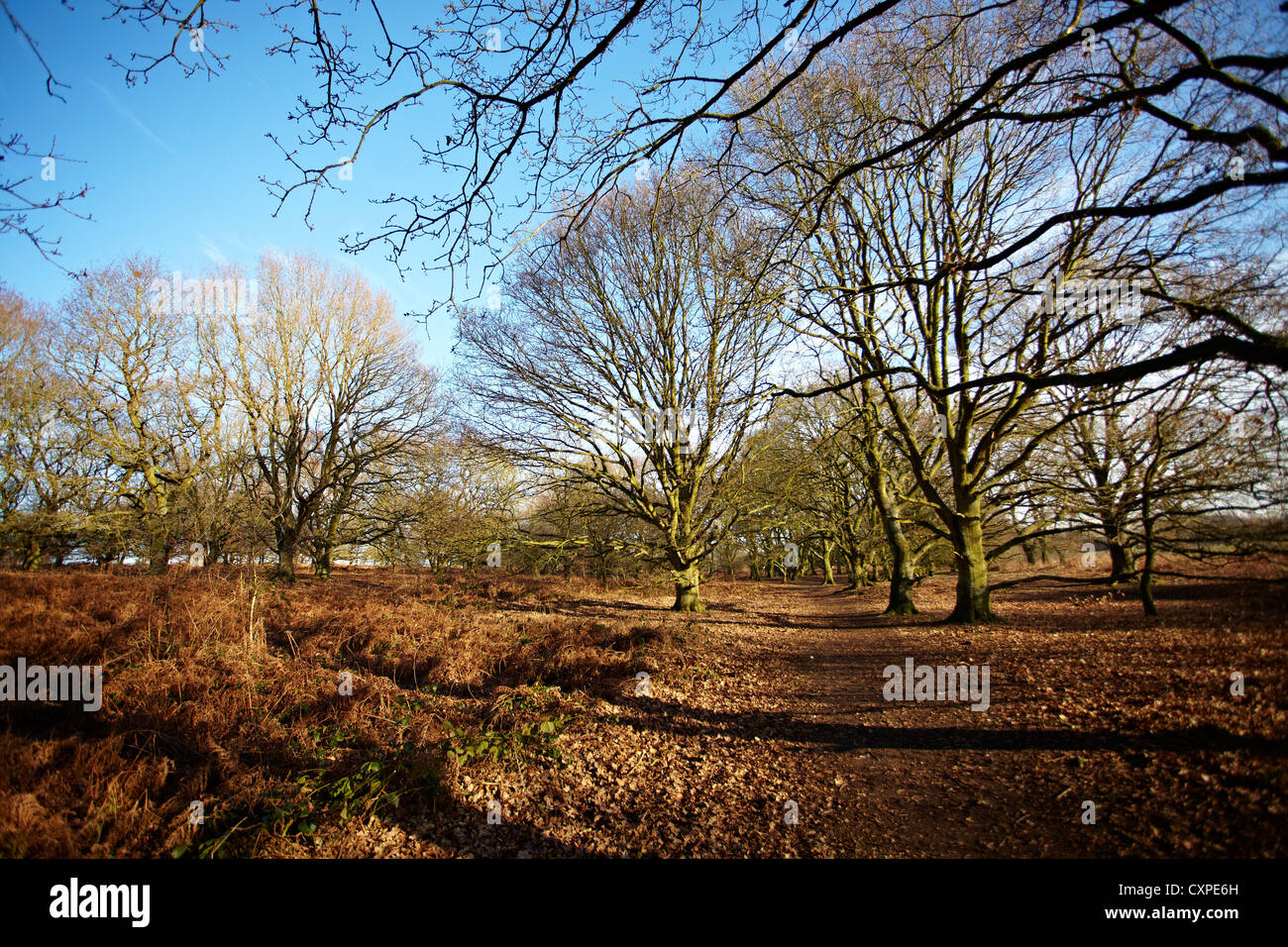 Deciduous trees immagini e fotografie stock ad alta risoluzione - Alamy