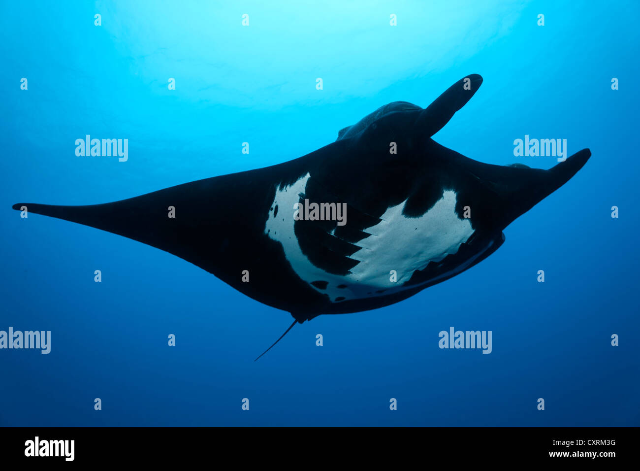 Manta gigante del pacifico immagini e fotografie stock ad alta ...