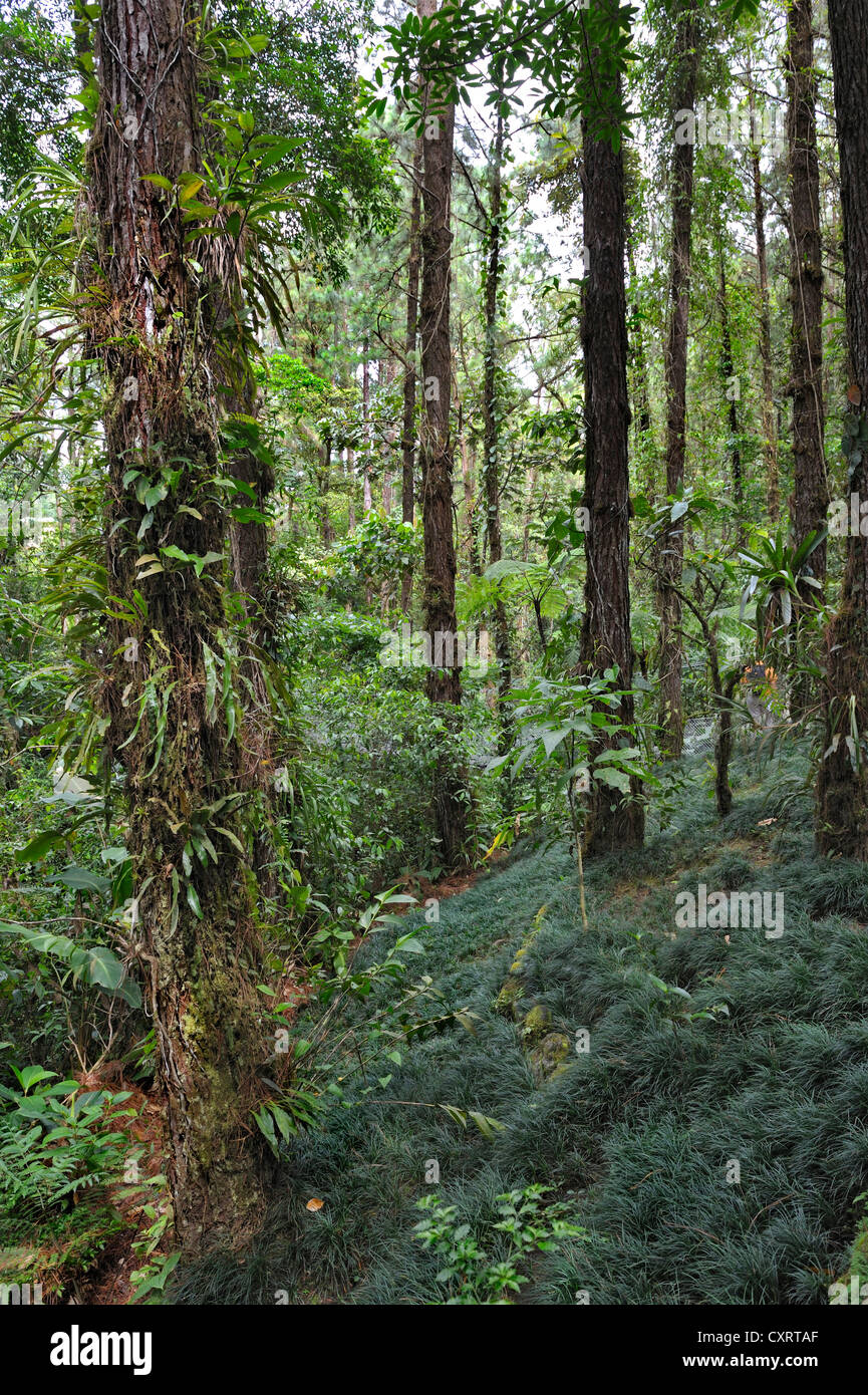 Pineta pinus sp immagini e fotografie stock ad alta risoluzione - Alamy