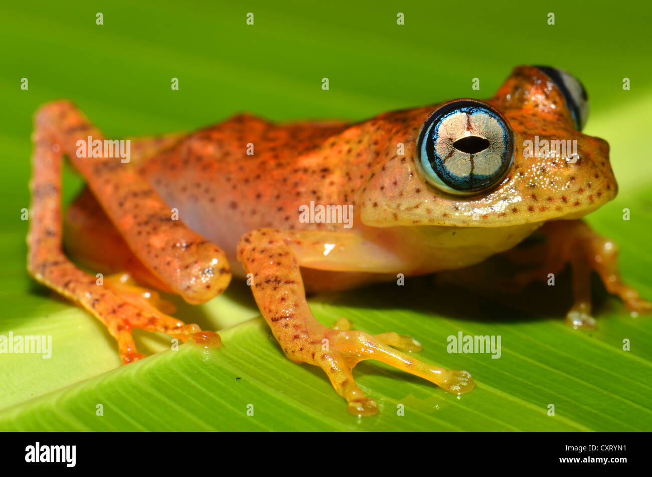 Scheletro di animali selvatici immagini e fotografie stock ad alta ...