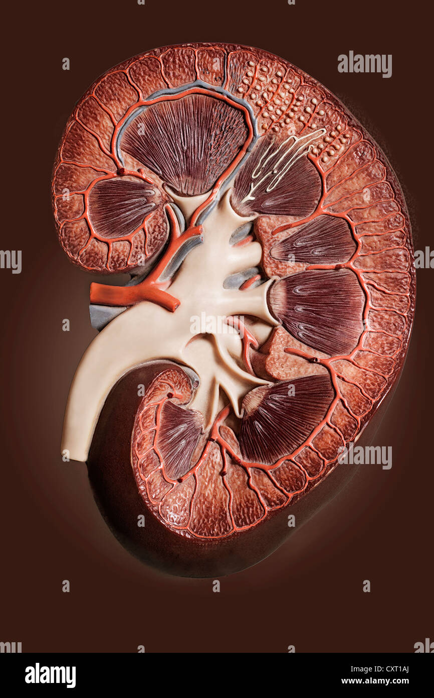 Illustrazione del rene interno immagini e fotografie stock ad alta ...