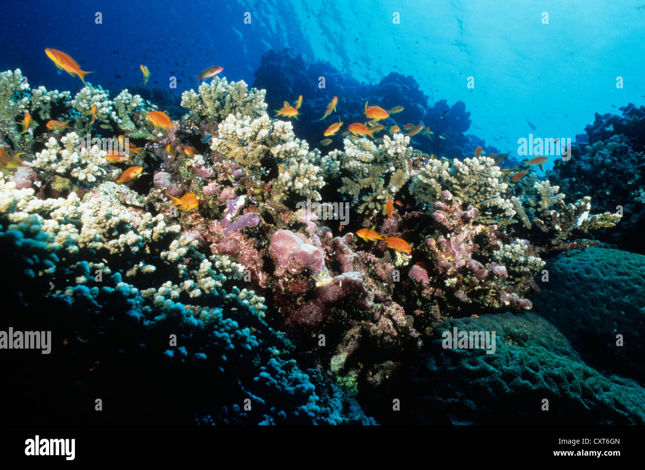 Arabia Saudita Jeddah, il Mare Rosso, Coral reef del Mar Rosso in modo ...