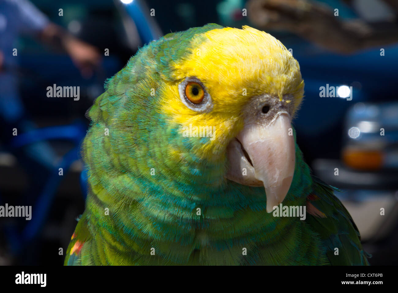 Pappagallo dai colori vivaci immagini e fotografie stock ad alta ...