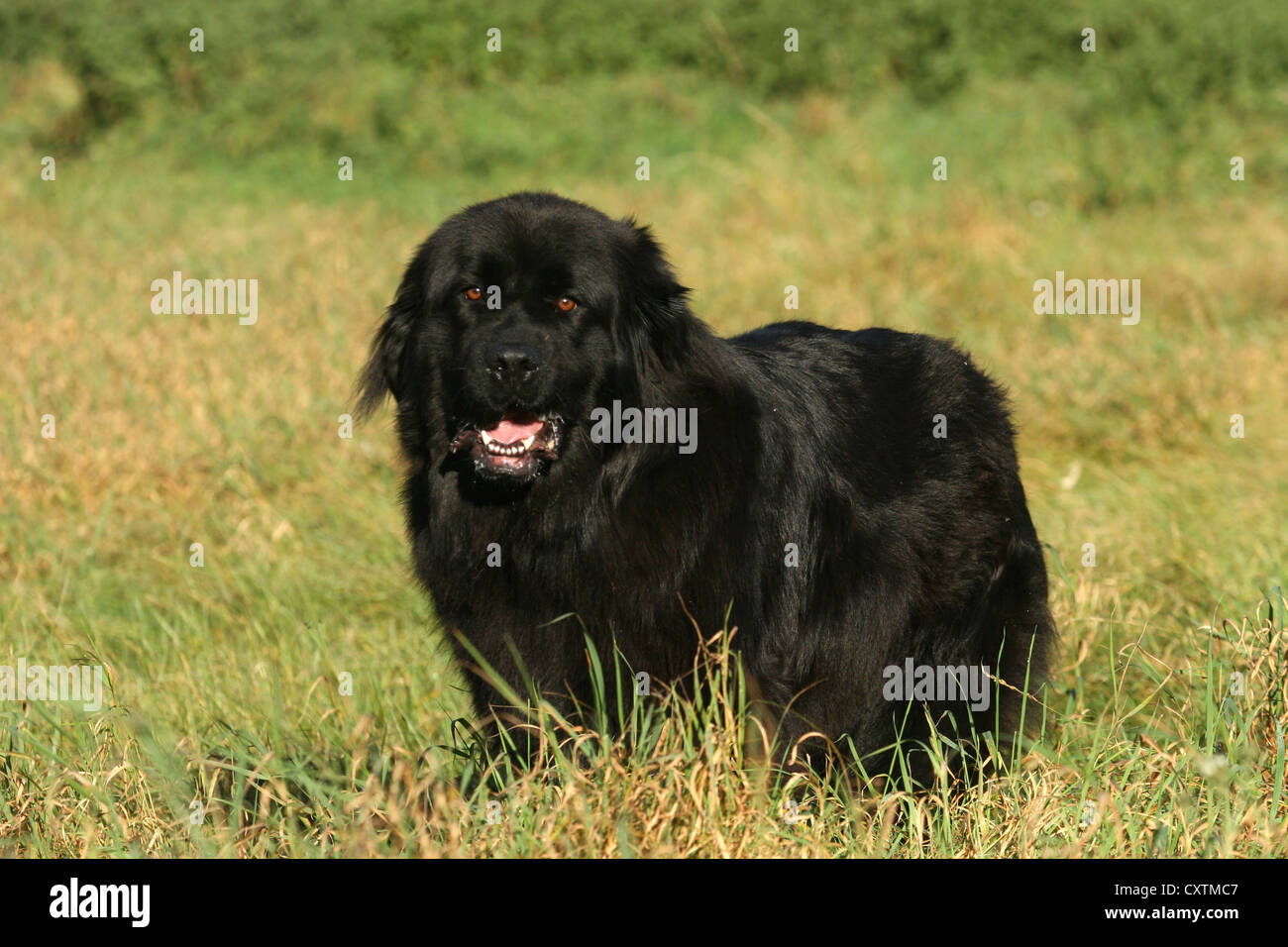 Newfoundlanders immagini e fotografie stock ad alta risoluzione - Alamy