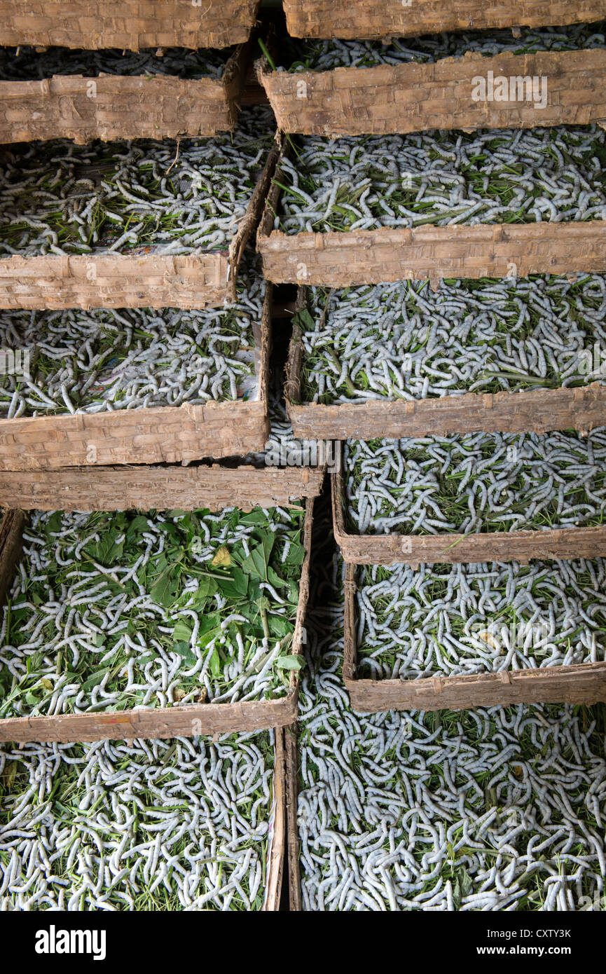 Nutrire i bachi da seta immagini e fotografie stock ad alta risoluzione ...