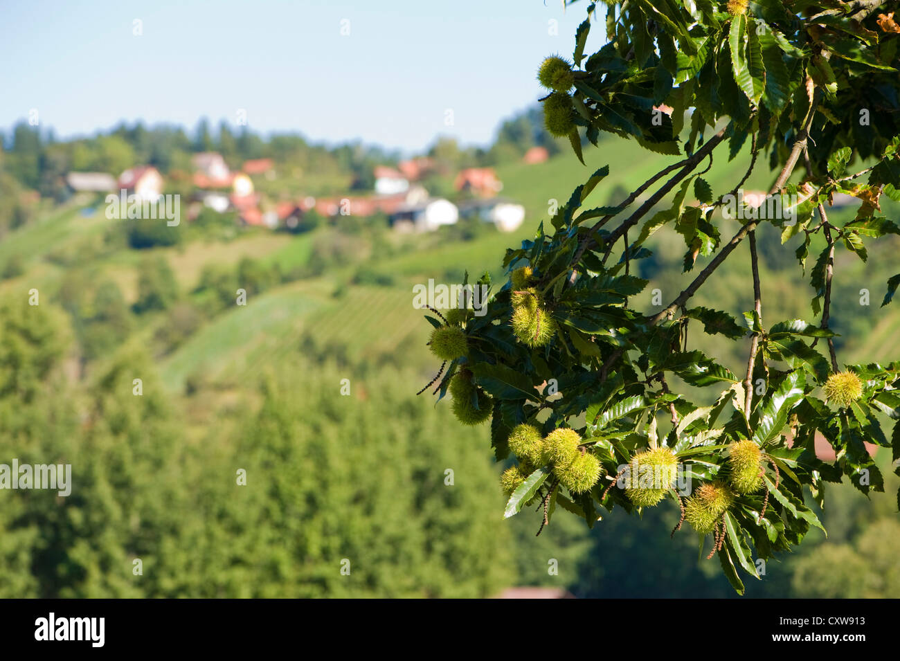 Albero di castagne immagini e fotografie stock ad alta risoluzione - Alamy