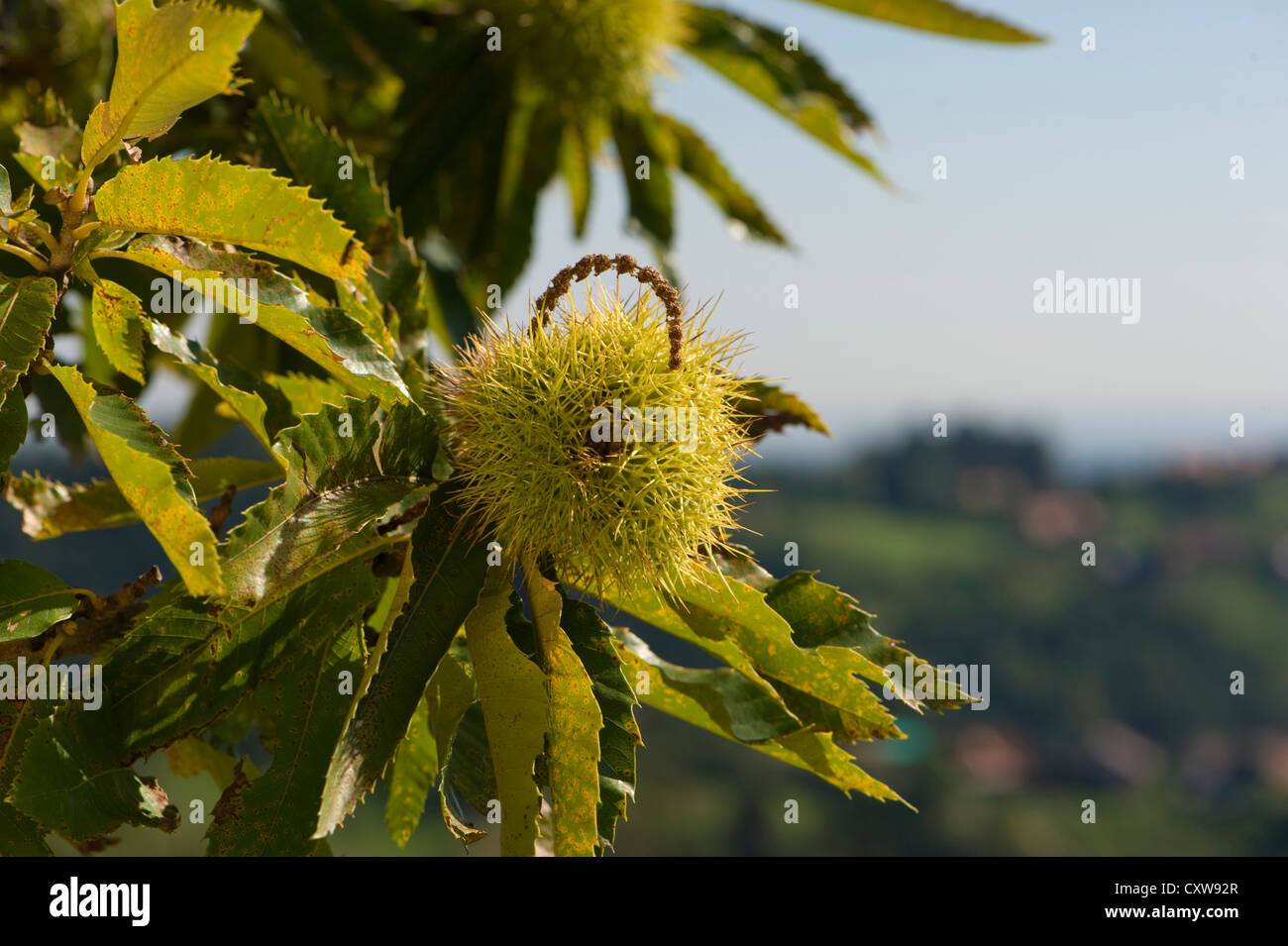 Albero di castagne immagini e fotografie stock ad alta risoluzione - Alamy